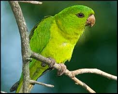 SENTENCIAN A 2 AÑOS DE PRISIÓN A UN SUJETO POR VENTA ILEGAL DE PERICO ...