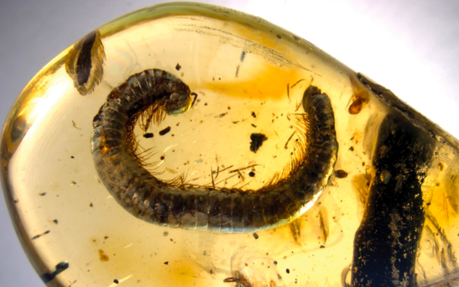 Exhiben un ambar fosilizado de hace 23 millones de años, en la ...